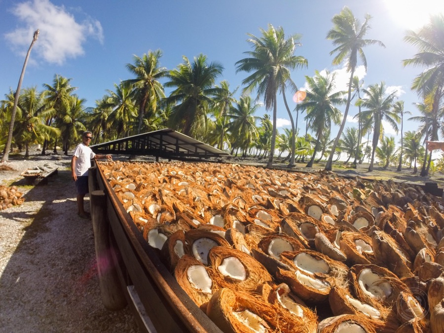 The fundamentals of Copra | Green Coconut Run