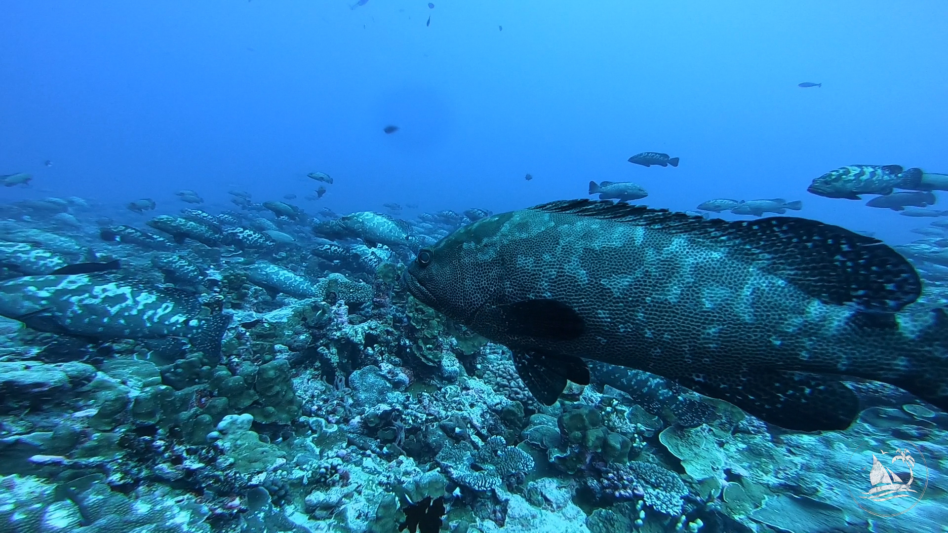 One day per year: the Grouper Spawning | Green Coconut Run