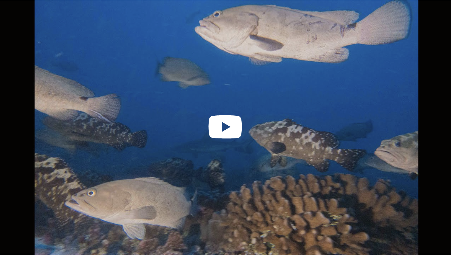 One day per year: the Grouper Spawning | Green Coconut Run